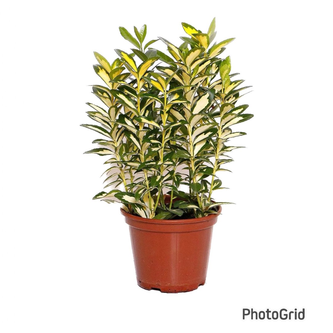 Evonymus MDPT15 (enviamos para todo Brasil) :: Net Shop Garden